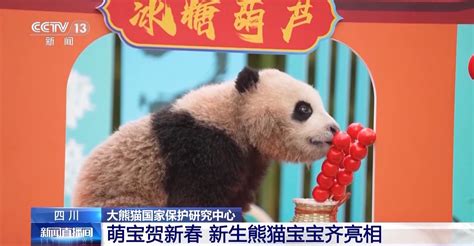 视频丨萌宝贺新春 25只新生熊猫宝宝齐亮相四川在线