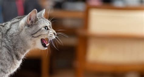 猫が『超好きな人』だけにする特別な仕草4つ ねこちゃんホンポ