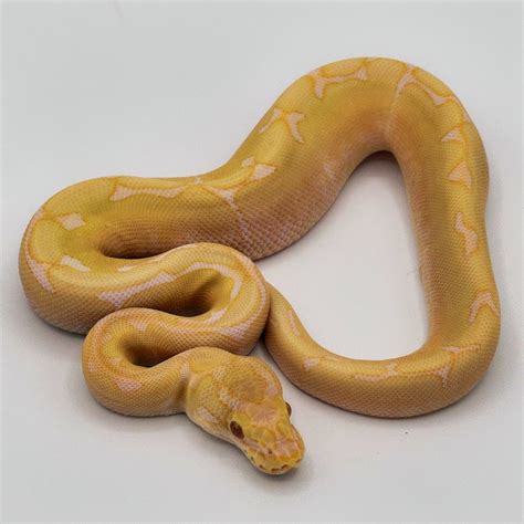 Albino Ball Python Snake