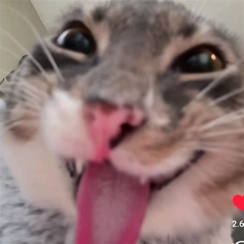 Muhehehehe Goofy Ahh Cats Cat Memes Silly Cats Pictures