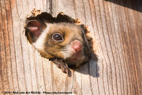 Japanese Giant Flying Squirrel