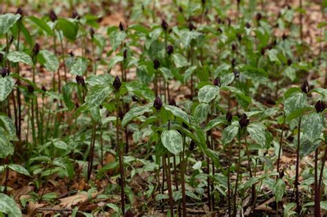 Prairie Wakerobin Trillium Recurvatum From New England Wild Flower Society