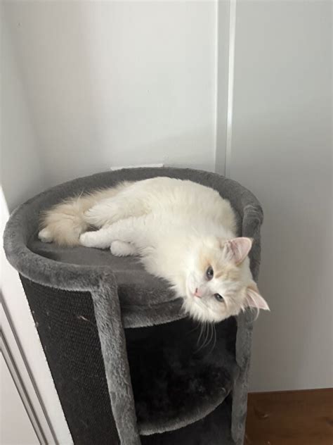 Jonge Poes Plast Overal En Nergens • Bokt Nl