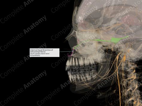 Internal Nasal Branches Of Infraorbital Nerve Right Complete Anatomy
