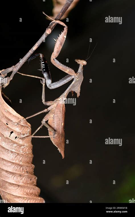 Dead Leaf Mantis Deroplatys Dessicata Resting On Dead Leaf Sabah