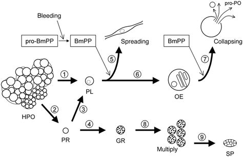Schematic Of A Hypothesis For Hemocyte Differentiation In B Mori