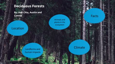 Deciduous Forest By Bla Bla Bla Bla Bla Bla On Prezi
