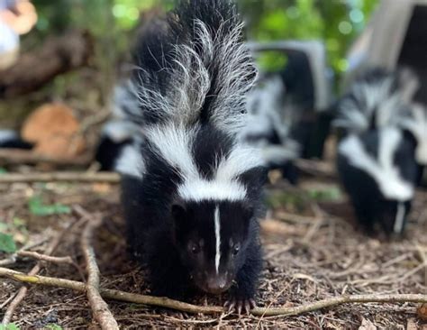 Rare Skunk Breed