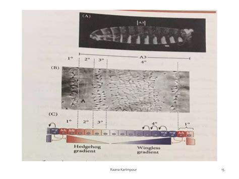 Segmentation Gene Pptx
