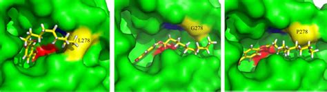 Substrate Models Within The Active Site Serine 105 Is Colored In Red