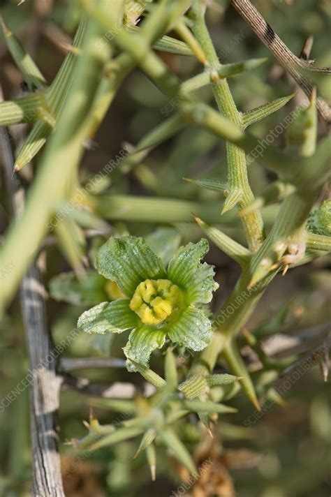 Nara Melon Flower Stock Image C0342161 Science Photo Library