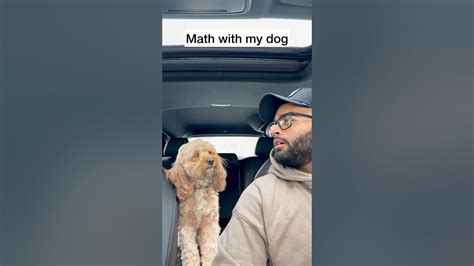 Mini Cockapoo Thinks About Math Question Before Answering 😳 Youtube