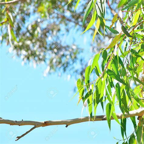 🔥 45 Gum Backgrounds Wallpapersafari