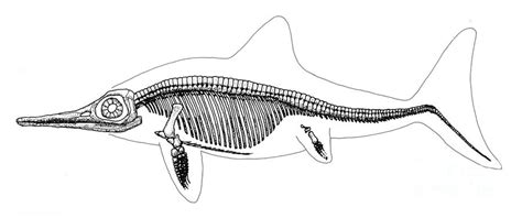 Ichthyosaurus Skeleton