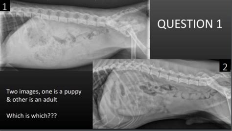 Veterinary Radiographic Anatomy Abdomen Part 1 Gi Flashcards Quizlet