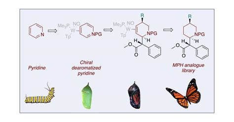Megan N Ericson On Linkedin The Tungsten Promoted Synthesis Of