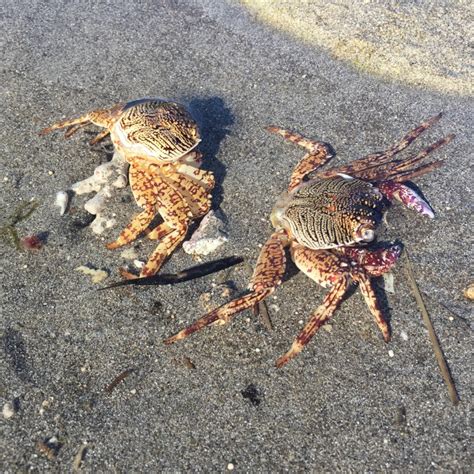 海边捉螃蟹图片大全海滩小螃蟹大山谷图库