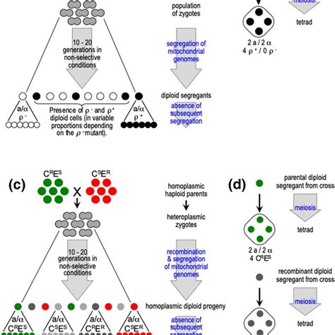 Basic Patterns Of Mitochondrial Inheritance Revealed By Crosses Of