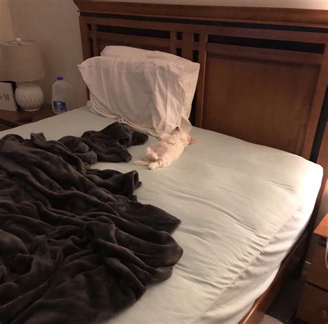 Sleeping Elsa Scrolller