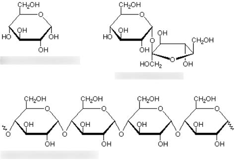 Carbohydrates Macromolecule