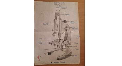 Compound Microscope Chart