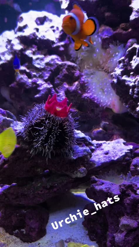 Hi Fans If Tiktok Gets Banned In The Usa Please Follow Me On Instagr Tiktok