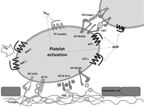 Figure 81 From The Role Of Coagulation Factor Xii In Fibrin Clot