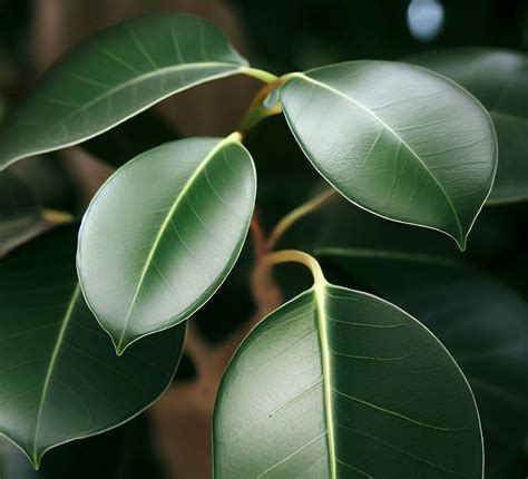 Ficus Everything You Need To Know About These Wonderful Plants