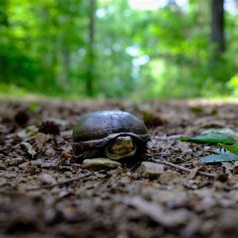 Eastern Mud Turtle Care Guide 2025 Care Guide All Turtles