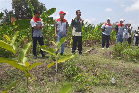 Pepc Jtb Luncurkan Inisiatif Hutan Sekolah Berkelanjutan Untuk Kurangi Emisi Karbon Kabar Bumn