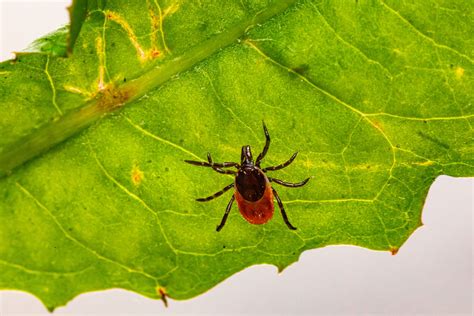 What To Do After A Tick Bite — Thyme Medicine