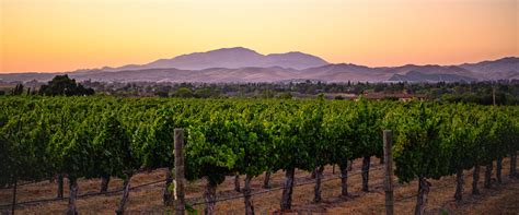 Wine Vineyard