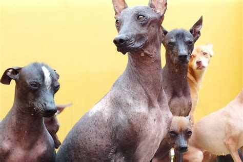 Ministerio De Cultura Anuncia Celebraciones Para El 12 De Junio Día Del Perro Peruano Infobae