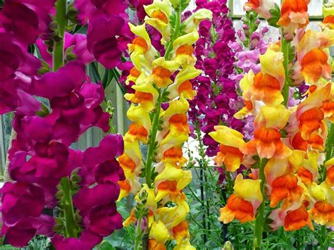 Snaps Flowers At Jenna Stokes Blog