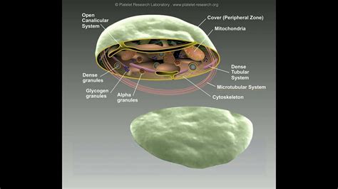 Platelet Morphology Youtube