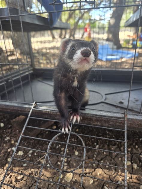 Wildlife Buyer Llc Spayed Descented Female Ferret With Cage And
