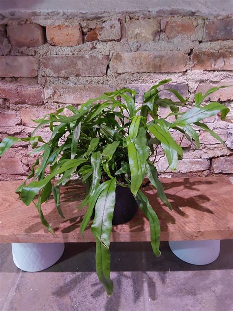 Kangaroo Fern 6 Chlorophyll