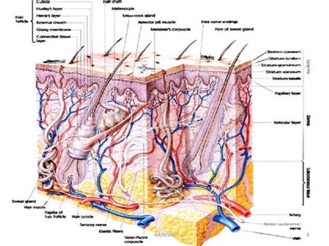 Integumentary Disorders Presentationppt