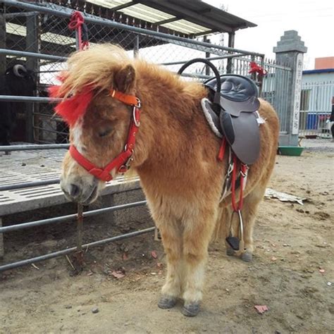 小矮马能驮多重的人 城市 大人 第8页 大山谷图库