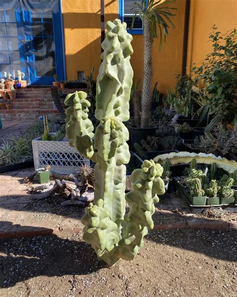 Totem Pole Cactus Care Guide
