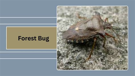 15 Types Of Shield Bug Identification With Pictures