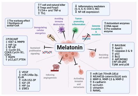 Melatonin A Powerful Ally In Your Fight Against Cancer — Cincinnati