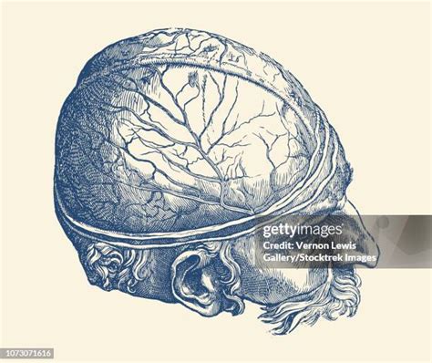 Vintage Brain Diagram Photos And Premium High Res Pictures Getty Images