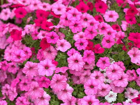 20 Pretty Pink Flowers For Your Garden