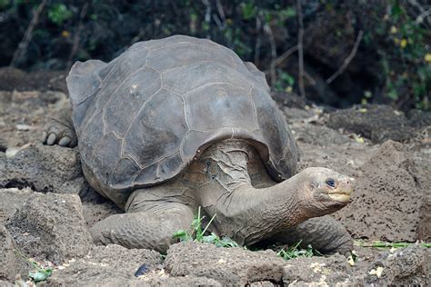 Pinta Island Tortoise Lonesome George