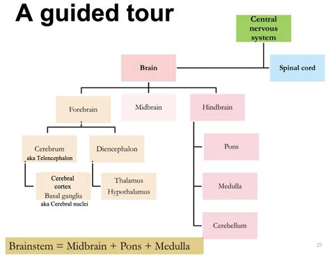 Every Labeled Brain Structure Falls Within A General Hierarchy Of The