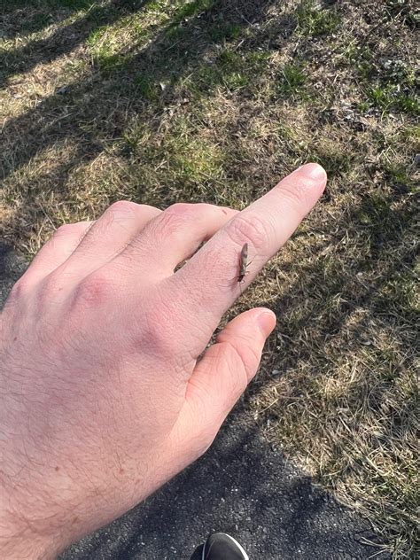 Whos This Cutie Rwhatsthisbug
