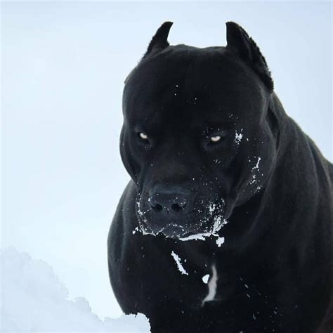 Pitbull World Wide On Instagram Black Beauty 😍🖤
