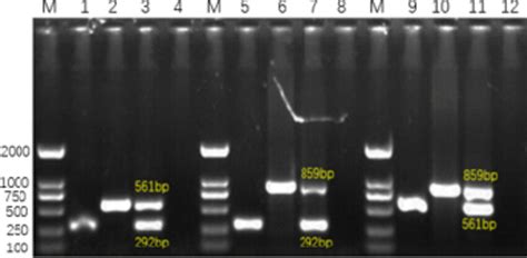 Results Of Primer Cross Reaction Test Note Lane M D2000 Dna Marker