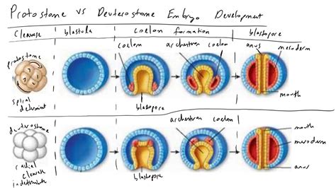 Are Sea Cucumbers Protostome Or Deuterostome 22 Most Correct Answers